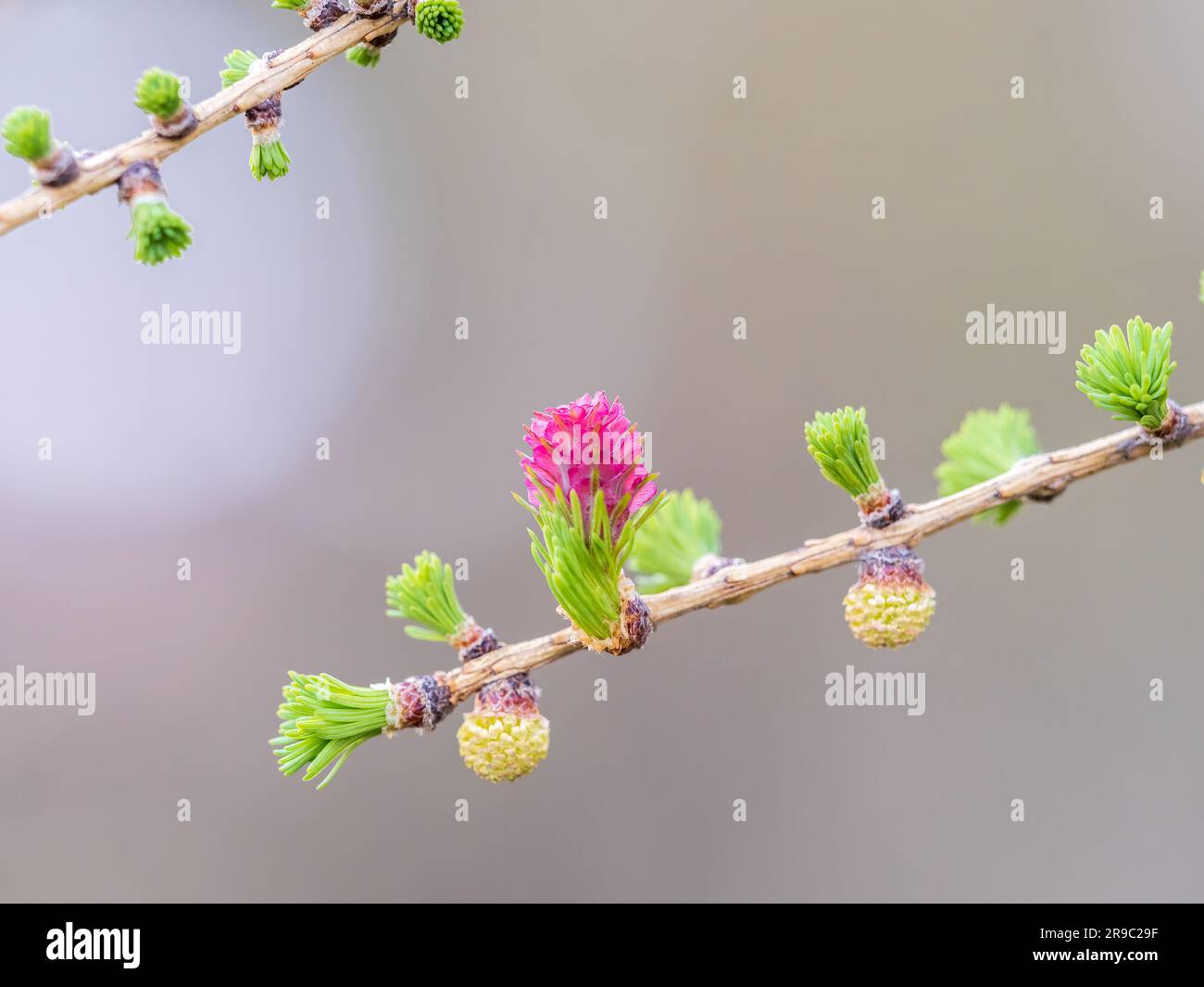 Larch tree fresh pink cones blossom at spring on nature background ...