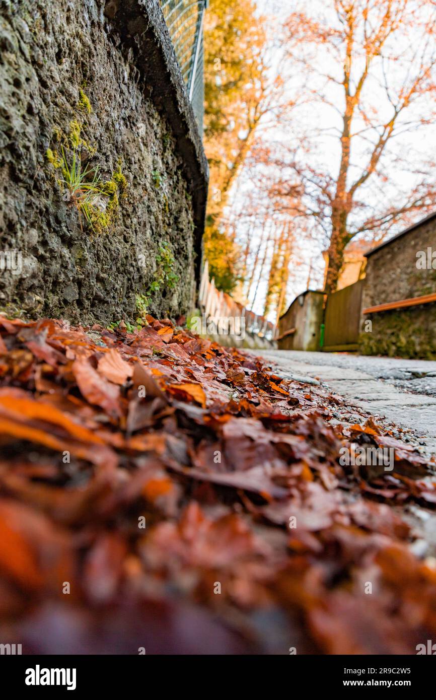 Pile of dried and fallen leaves on the road side, European fall scene ...