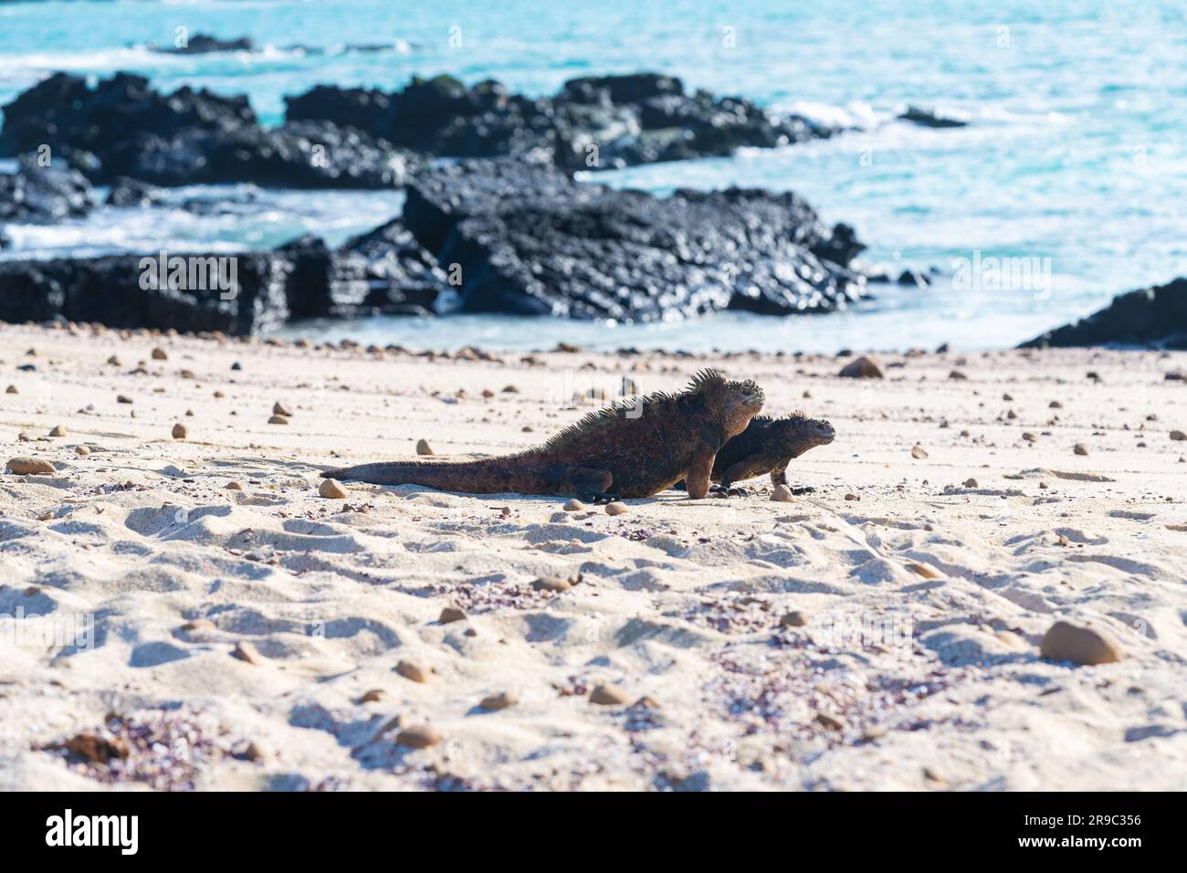 Galapagos Marine Iguana (Amblyrhynchus cristatus) couple on Gardner Bay ...