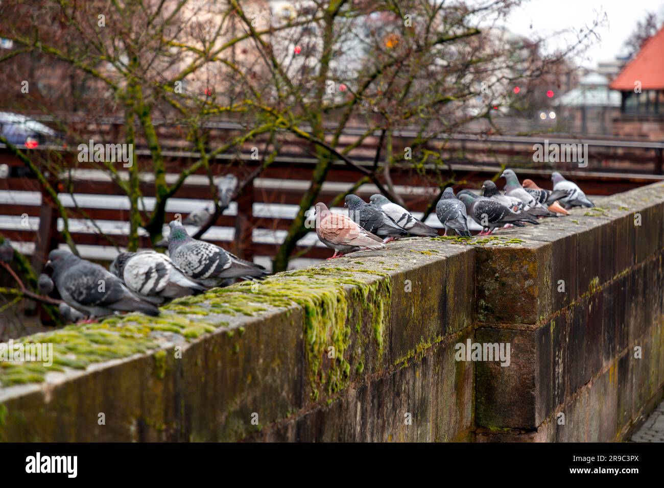 Group of various common pigeons resting on a tree branch in Nuremberg ...