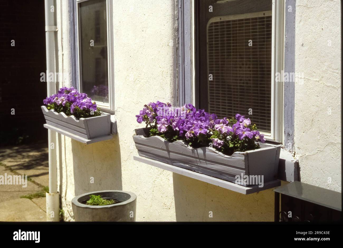Window boxes of hybrid petunias in East Falls, Philadelphia ...