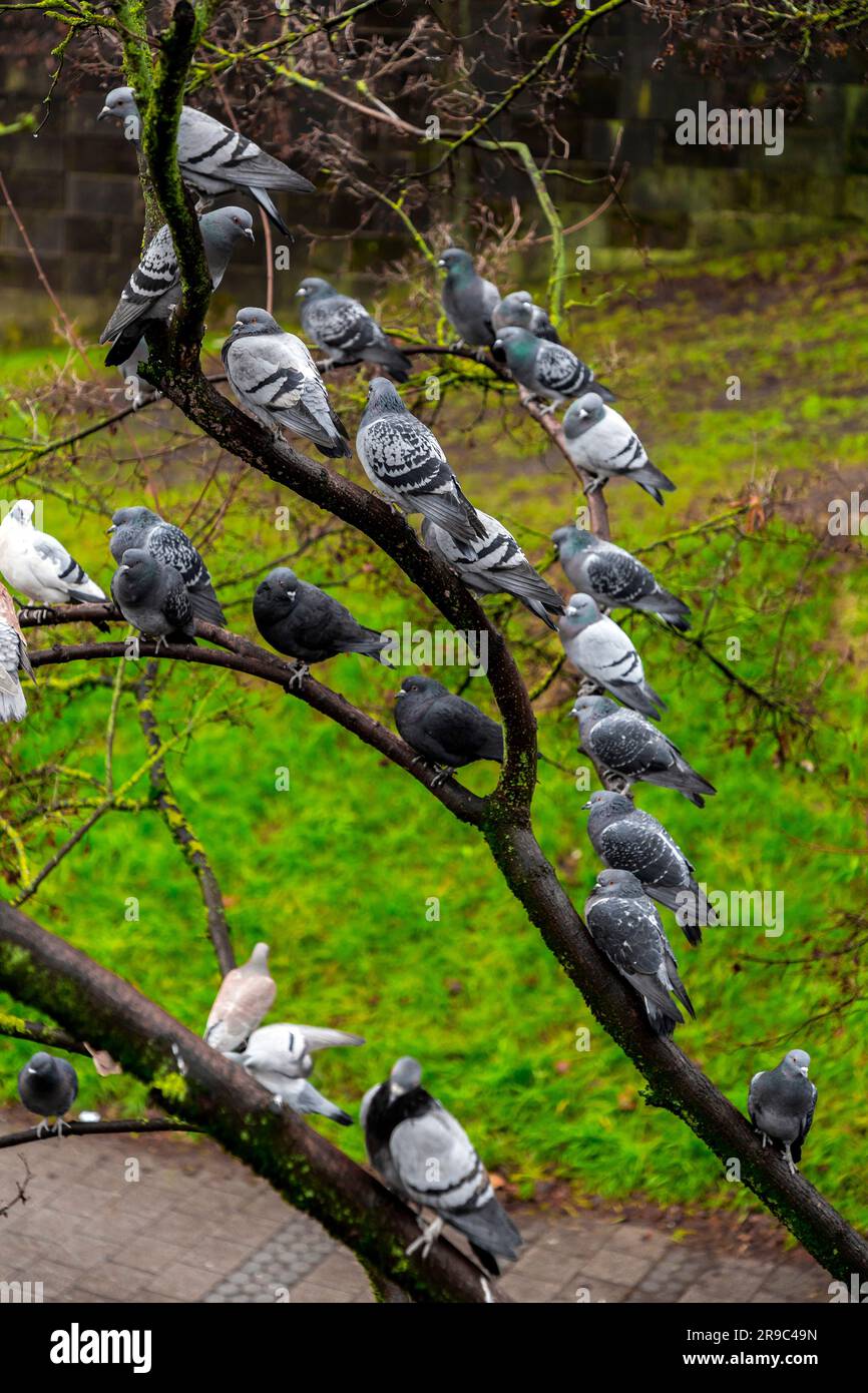 Group of various common pigeons resting on a tree branch in Nuremberg ...