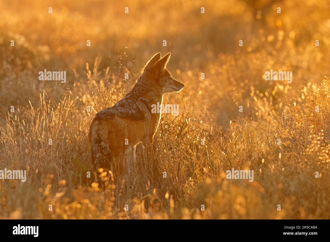 A black-backed jackal (Canis mesomelas) in late afternoon light ...