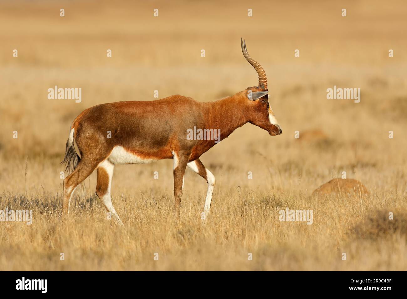 A blesbok antelope (Damaliscus pygargus) in grassland, Mountain Zebra ...
