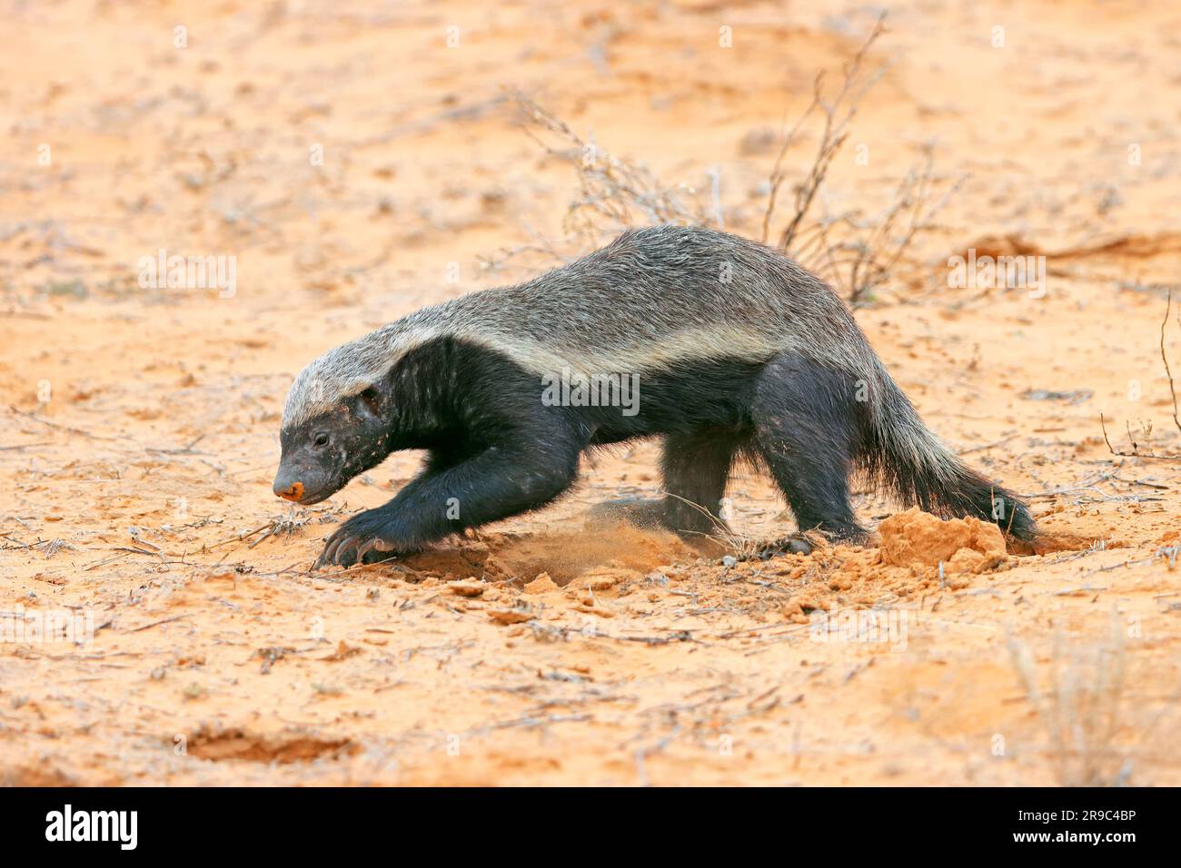 A honey badger (Mellivora capensis) in natural habitat, Kalahari desert ...