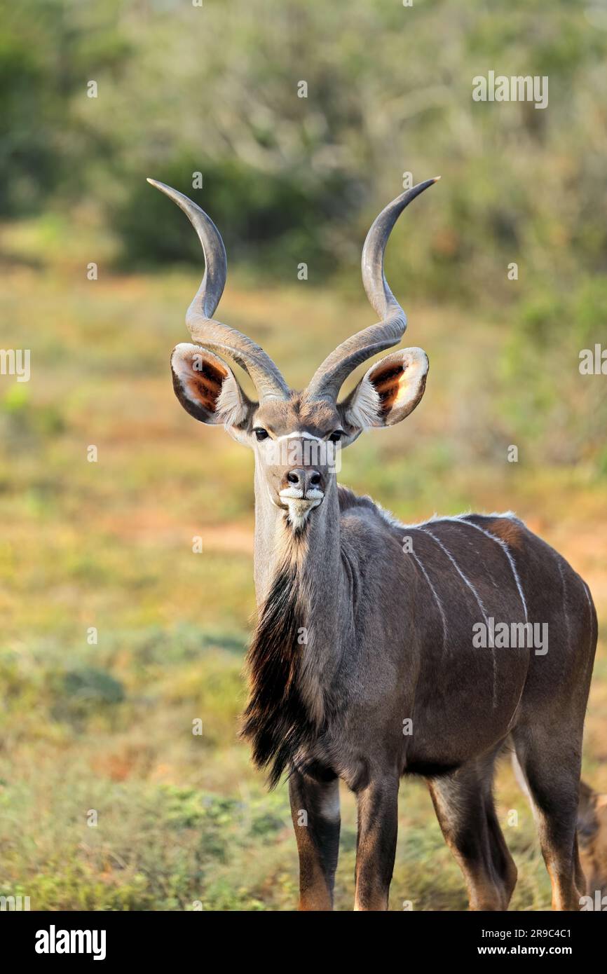 Kudu Antelope