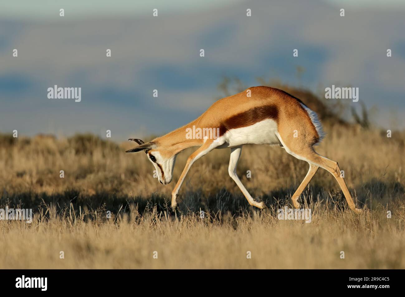 Jumping springbok antelope (Antidorcas marsupialis), Mountain Zebra ...