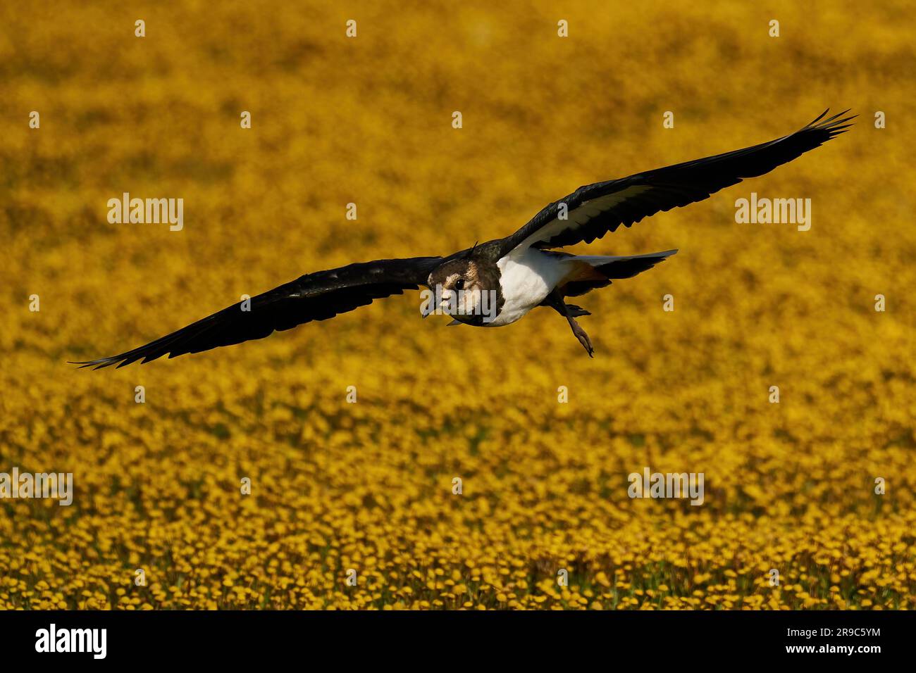 Northern lapwing in flight in its natural enviroment Stock Photo - Alamy