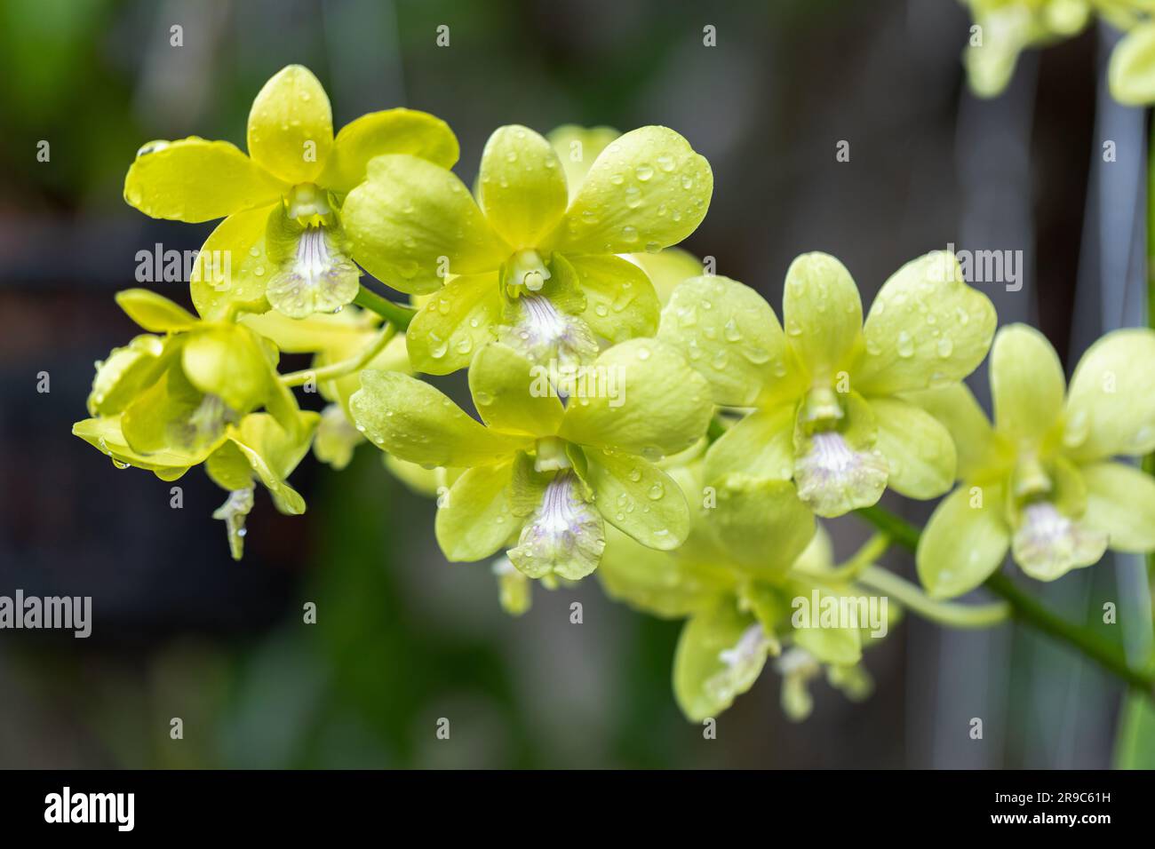 Dendrobium orchid flower bloom in spring decoration the beauty of ...