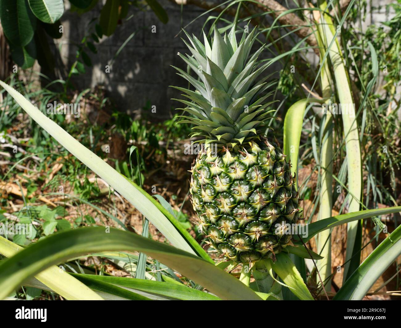 Young pineapple fruit on tree plant with natural green background ...