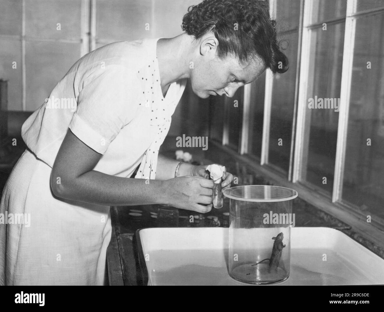 Washington, D.C.: August 16, 1938 An employee of the Bureau of ...