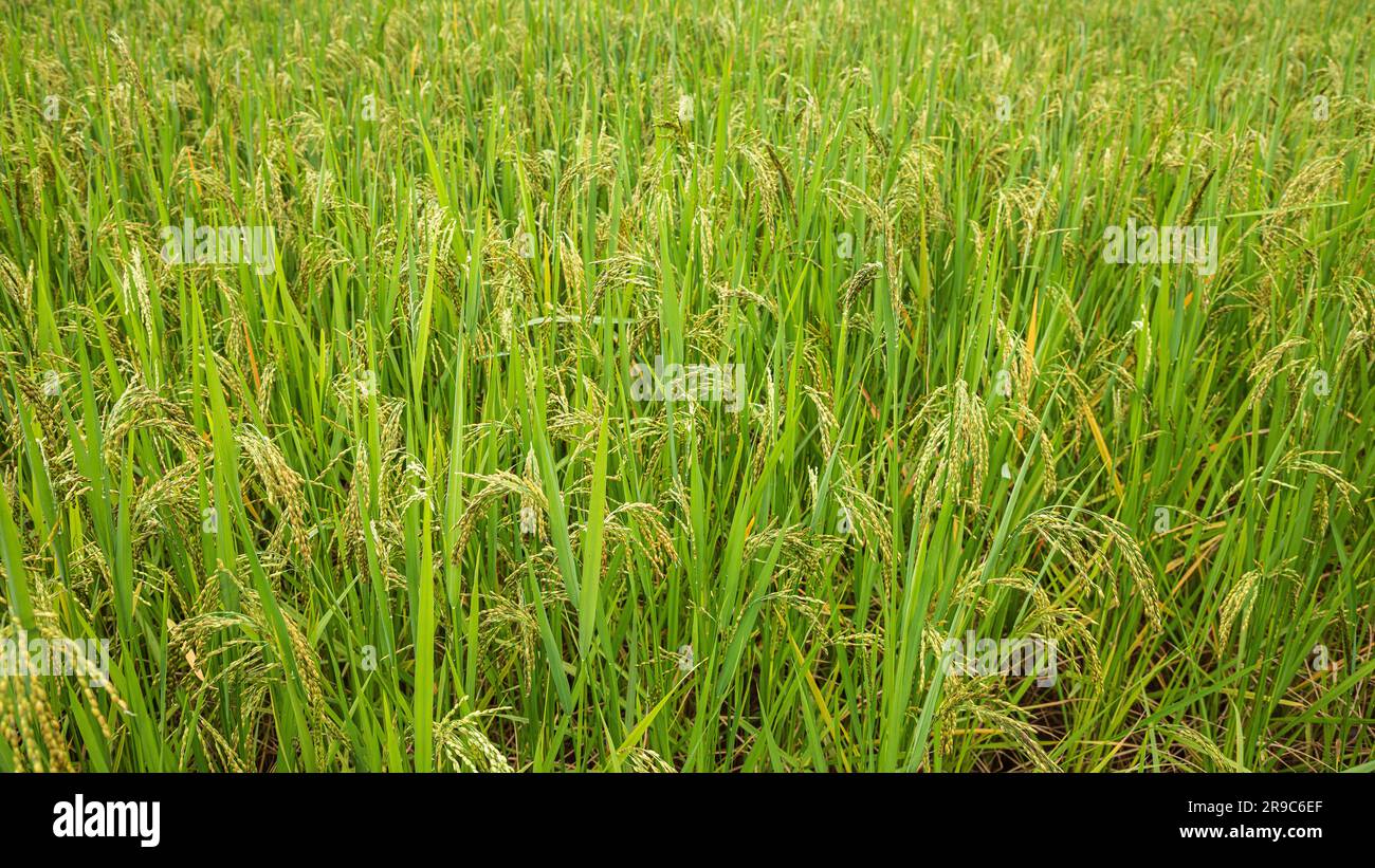rice plant in rice field Stock Photo - Alamy