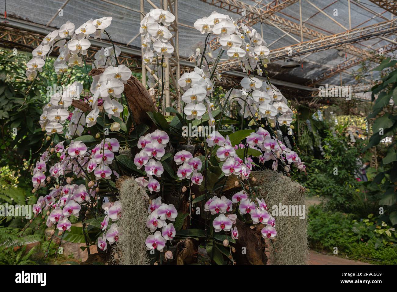 Phalaenopsis orchid flower bloom in spring decoration the beauty of ...