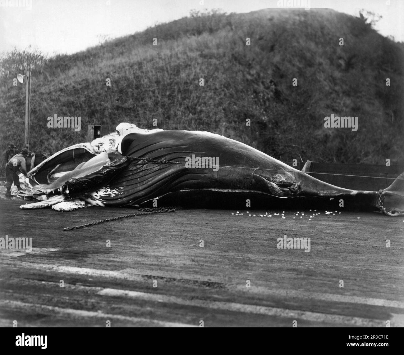 Alaska: c. 1920 A whale being butchered on land in a photo by Merl ...