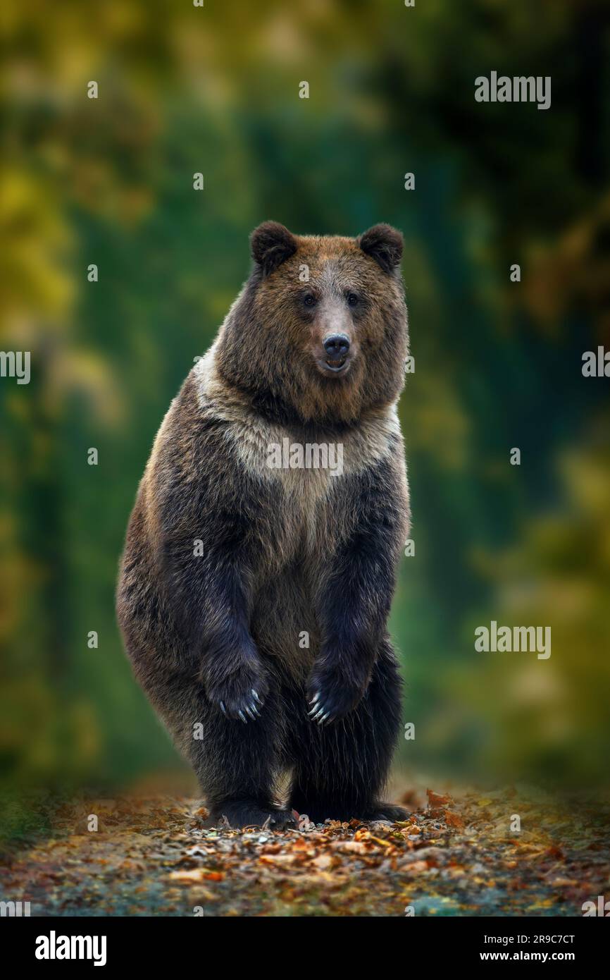 Brown bear standing up hi-res stock photography and images - Alamy