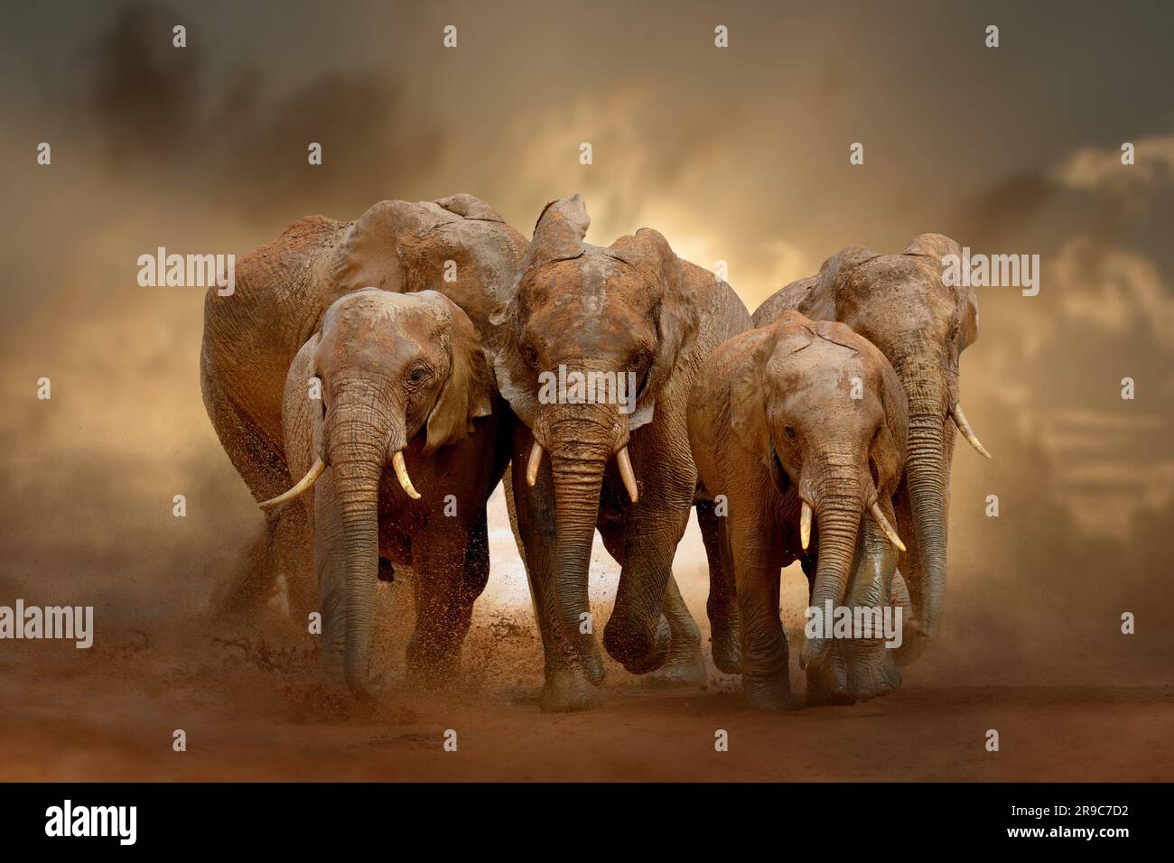 Amazing African elephants with dust and sand on evening sky background ...