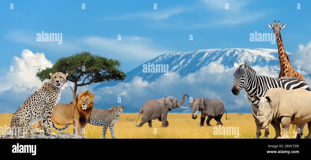 Landscape with many african animals on Kilimanjaro mount background ...