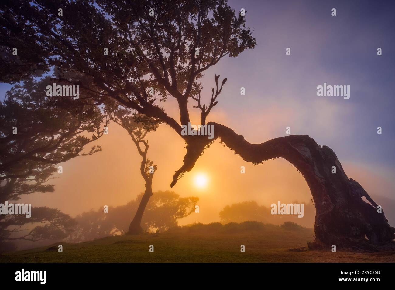 Fanal forest , old mystical tree in Madeira island, Unesco Stock Photo ...
