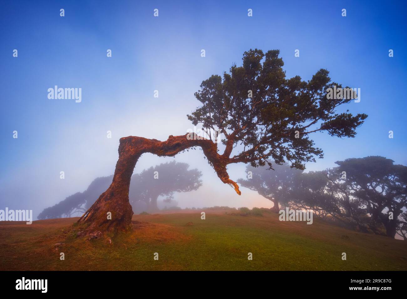 Fanal forest , old mystical tree in Madeira island, Unesco Stock Photo ...
