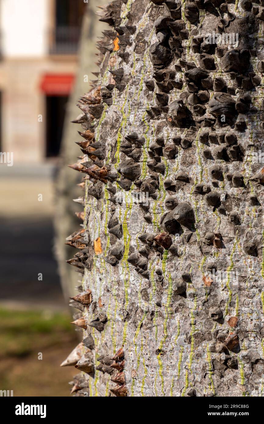 Ceiba insignis, the white floss-silk tree, is a species of flowering ...