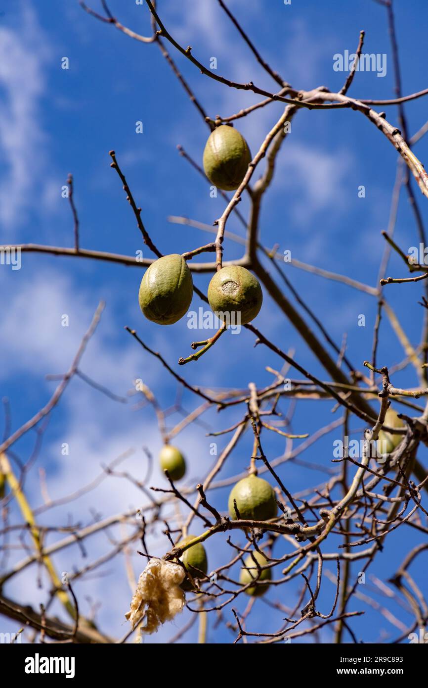 Ceiba insignis, the white floss-silk tree, is a species of flowering ...