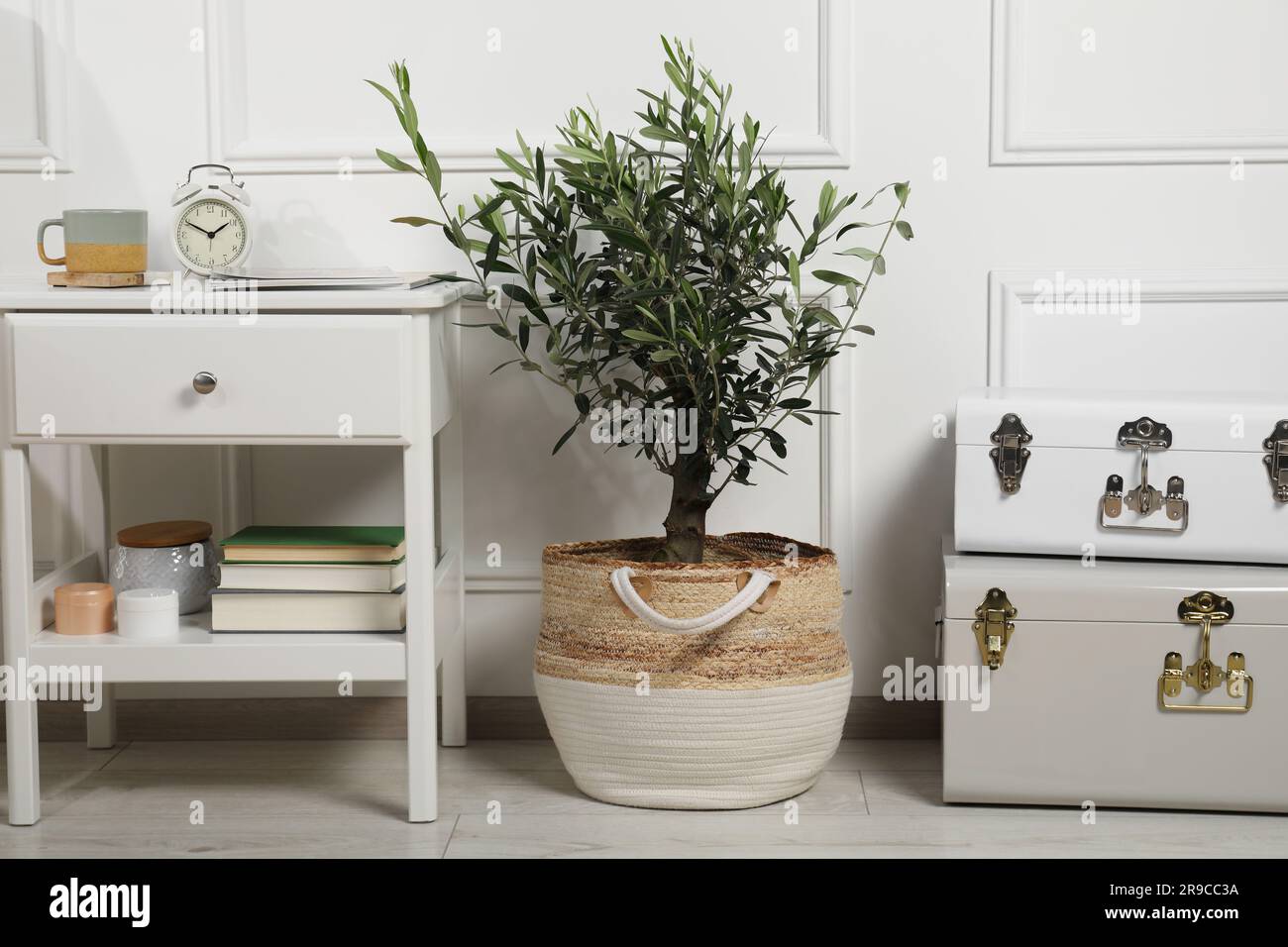 Beautiful young potted olive tree in living room. Interior element ...