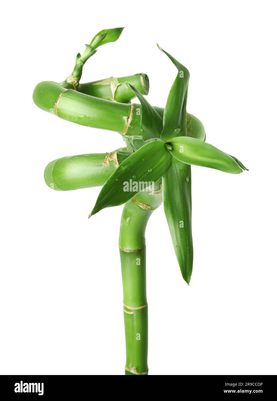 Beautiful green bamboo stem with leaves isolated on white Stock Photo ...
