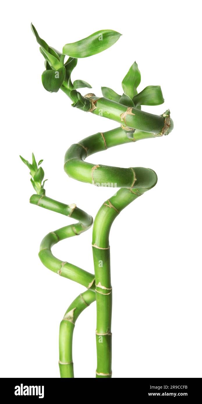 Beautiful green bamboo stems with leaves isolated on white Stock Photo ...