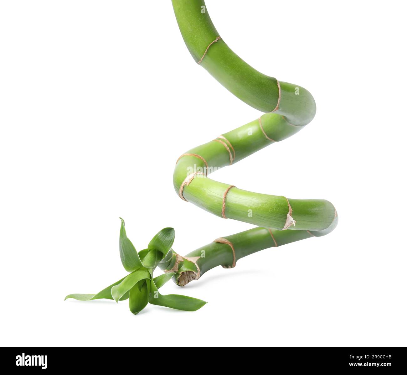 Beautiful green bamboo stem with leaves on white background Stock Photo ...