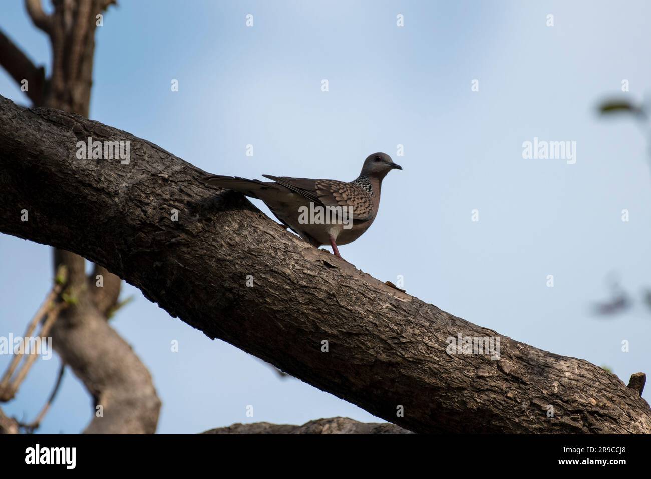Beautiful spotted dove in hi-res stock photography and images - Alamy