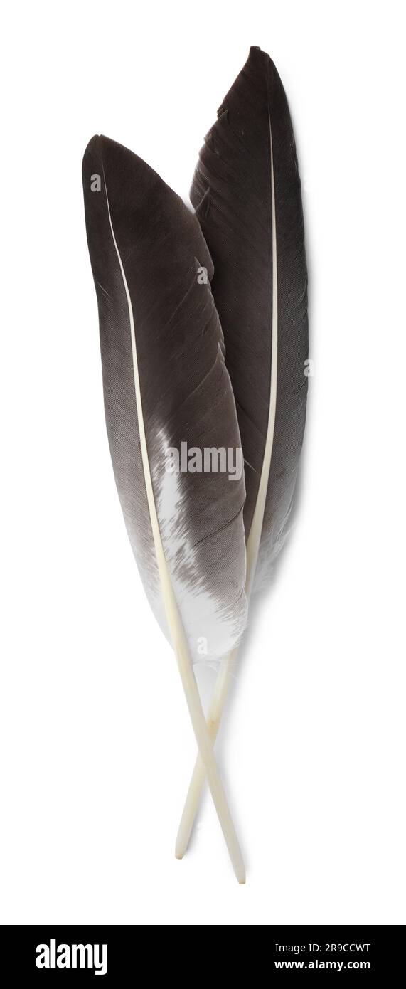 Feathers on top Cut Out Stock Images & Pictures - Alamy