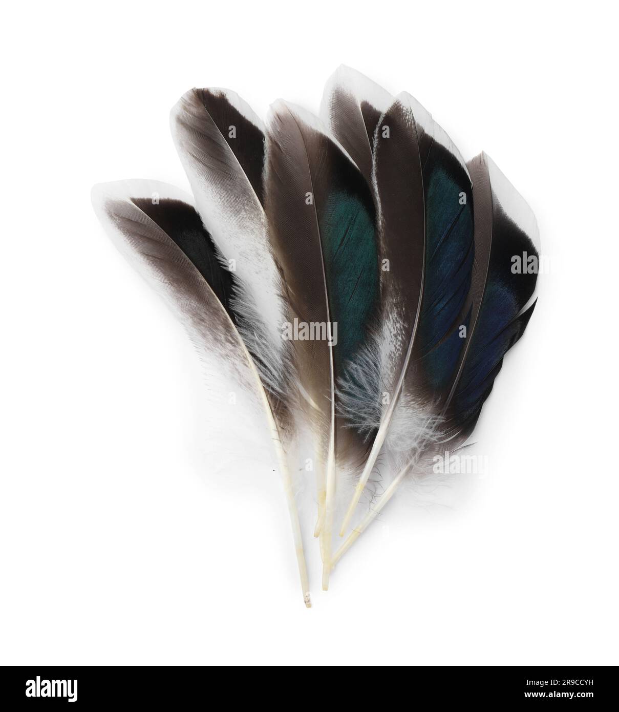 Prettiest Bird Feathers