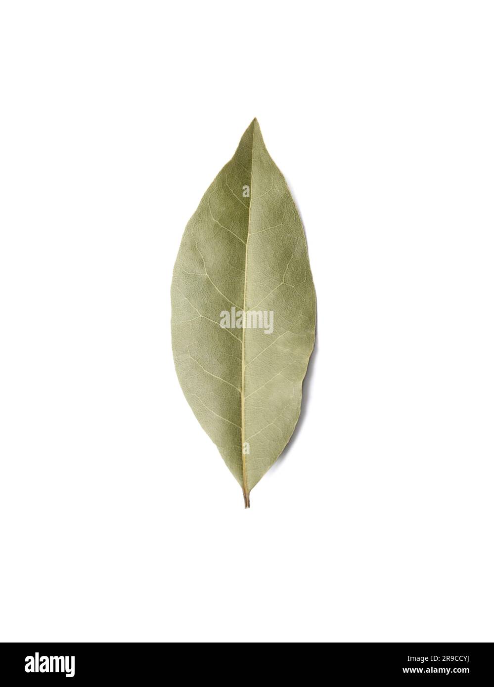 One aromatic bay leaf on white background, top view Stock Photo - Alamy