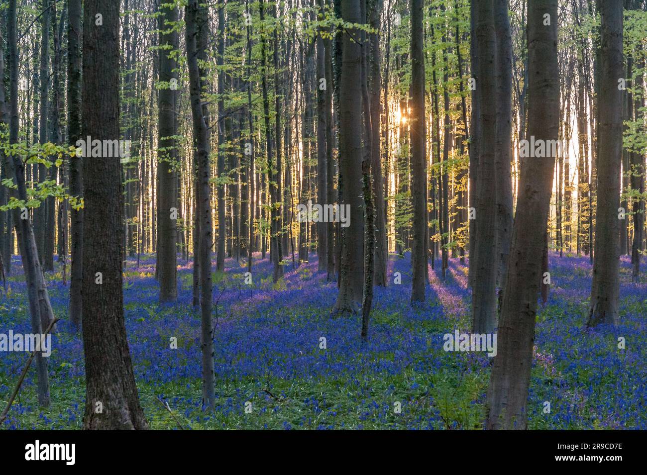 The rising sun illumingating a flowerbed of bluebells in the Hallerbos ...
