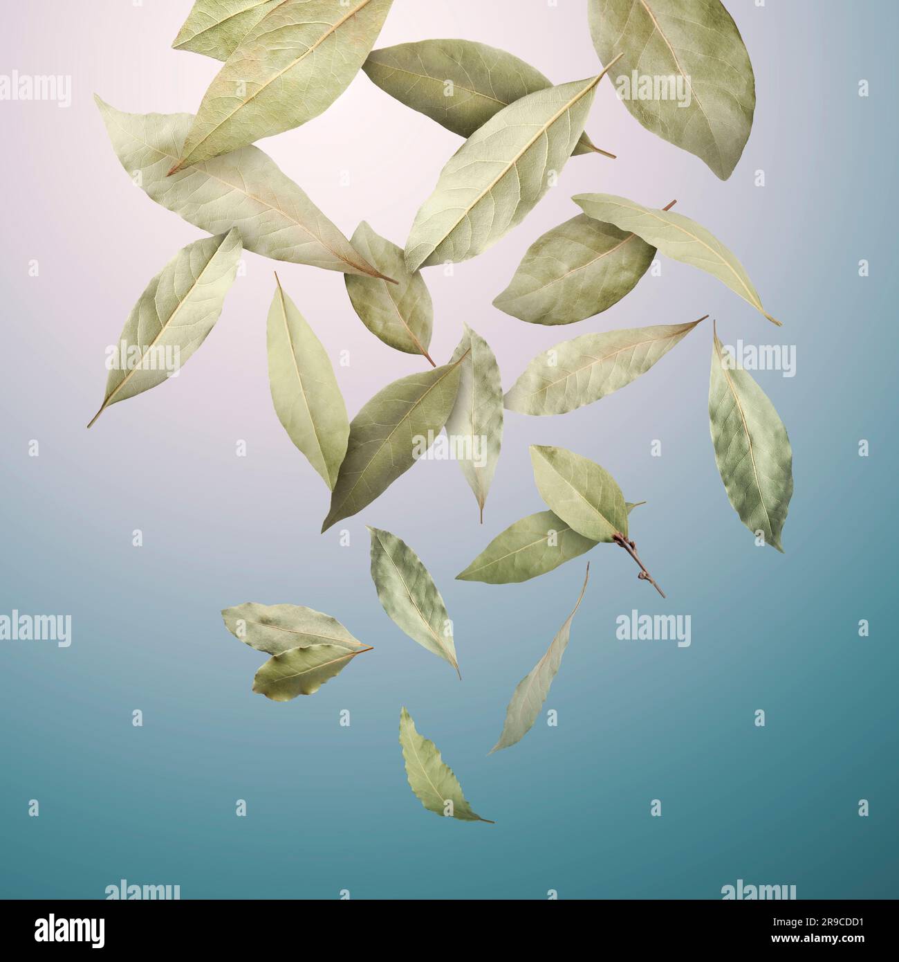 Dry bay leaves falling on light blue gradient background Stock Photo ...