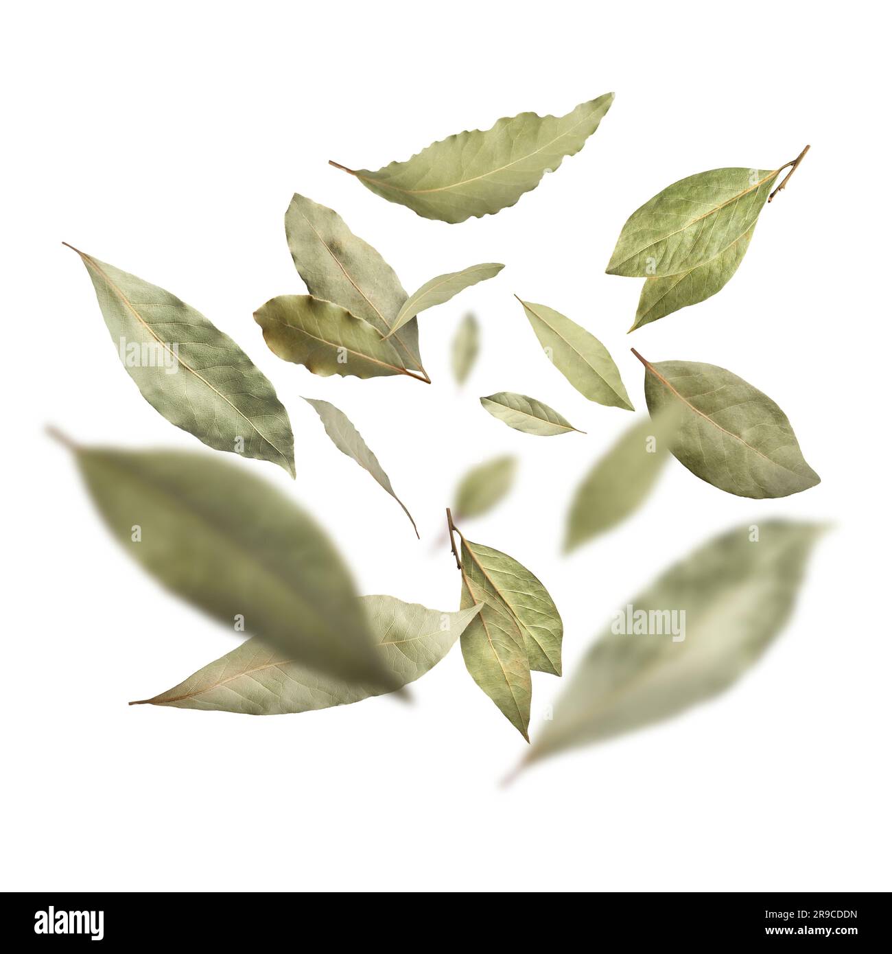 Dry bay leaves falling on white background Stock Photo - Alamy