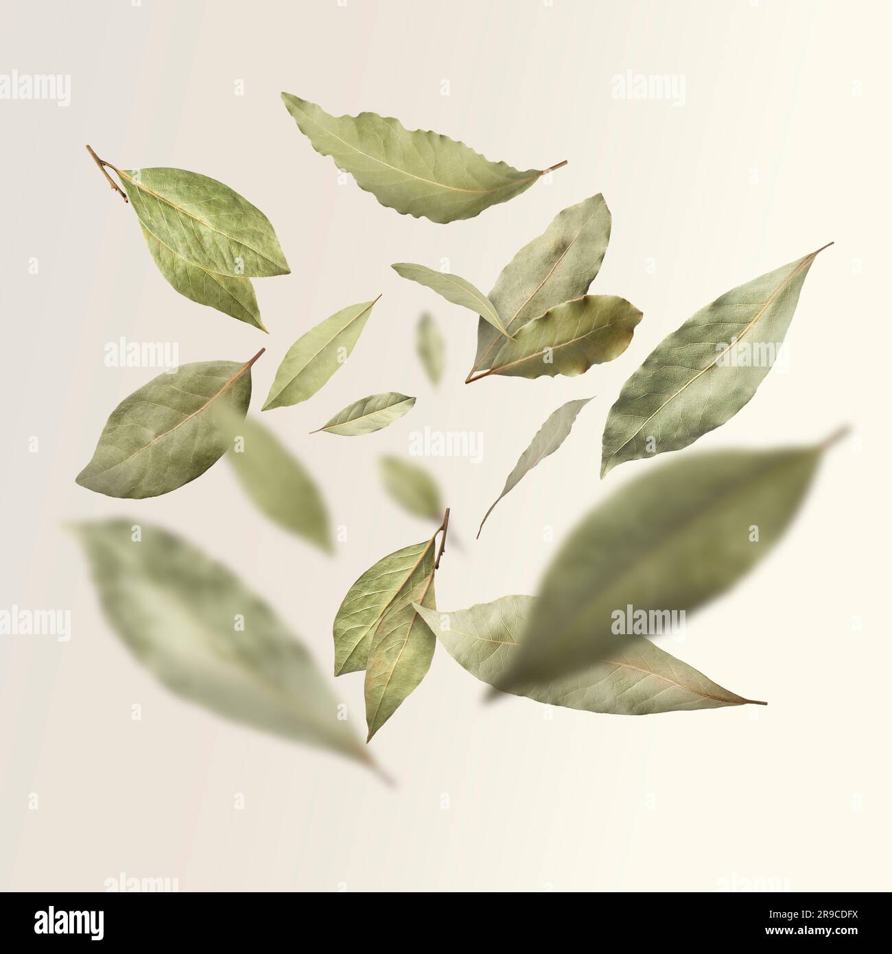 Dry bay leaves falling on light background Stock Photo - Alamy