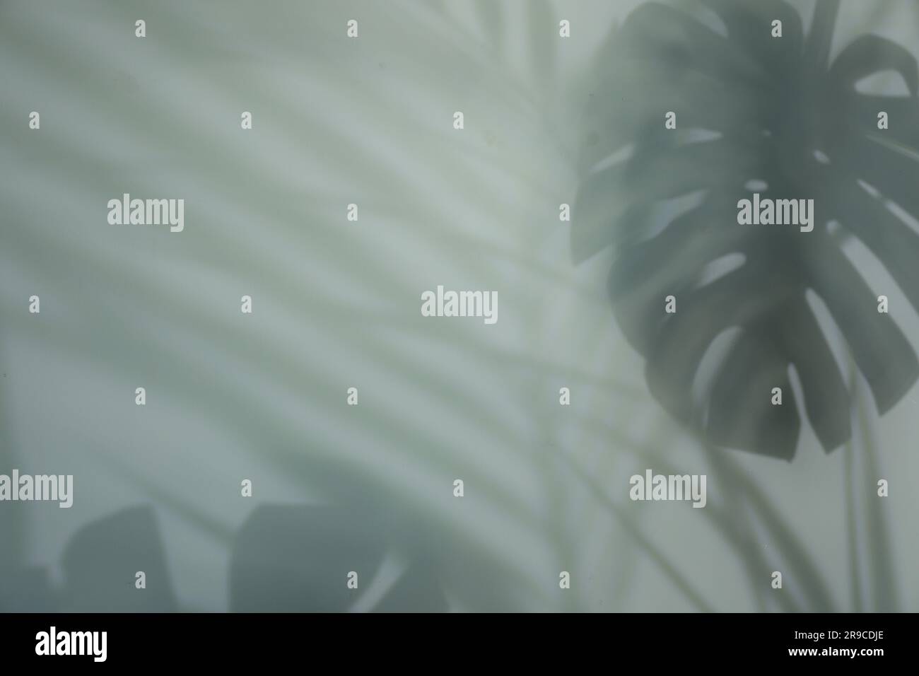 Shadow of tropical plants on light background Stock Photo - Alamy