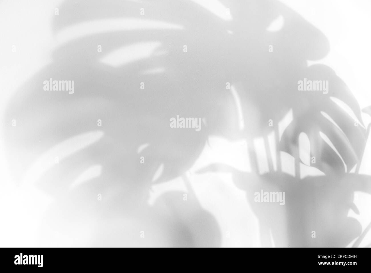 Shadow leaves on wall Black and White Stock Photos & Images - Alamy