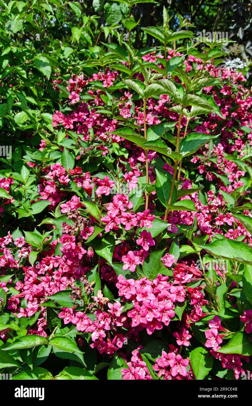 Full frame image of old fashioned weigela shrub. Weigela florida Stock ...
