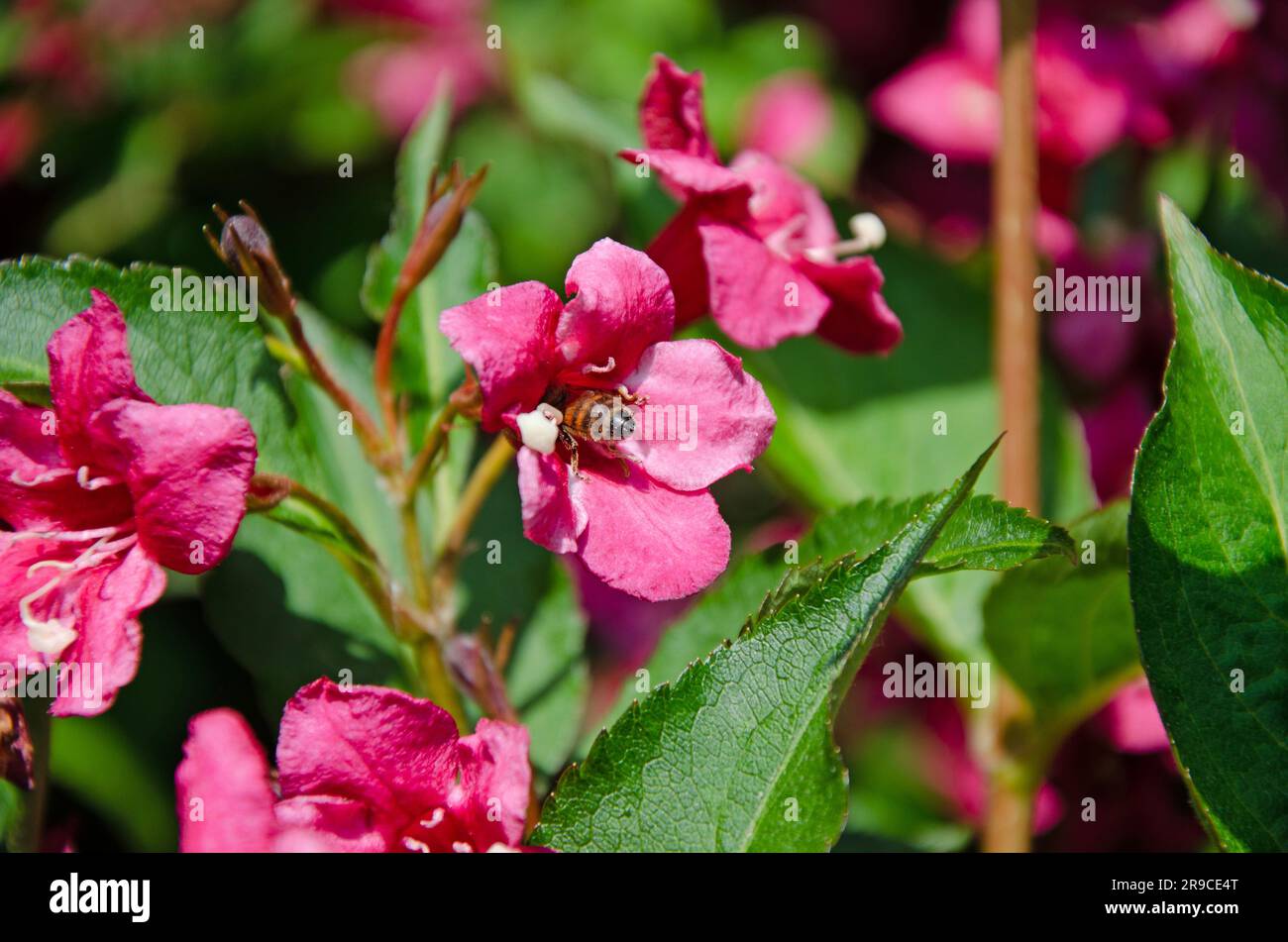 Close up macro image of old fashioned weigela flower with a bee inside ...
