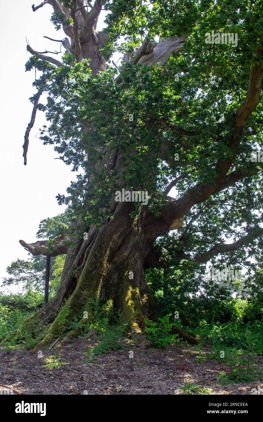 A 600 year old English Oak tree (Quercus Rober) growing in Hampshire in ...