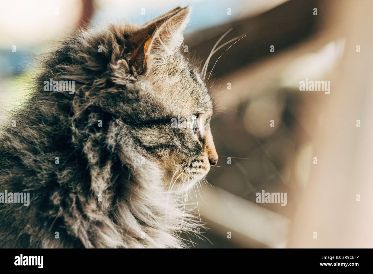 Portrait of a furry mixed breed female domestic cat with green eyes ...