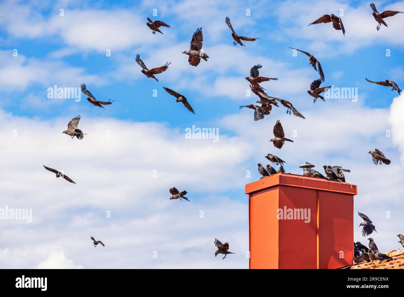 Group bird flying above building hi-res stock photography and images ...
