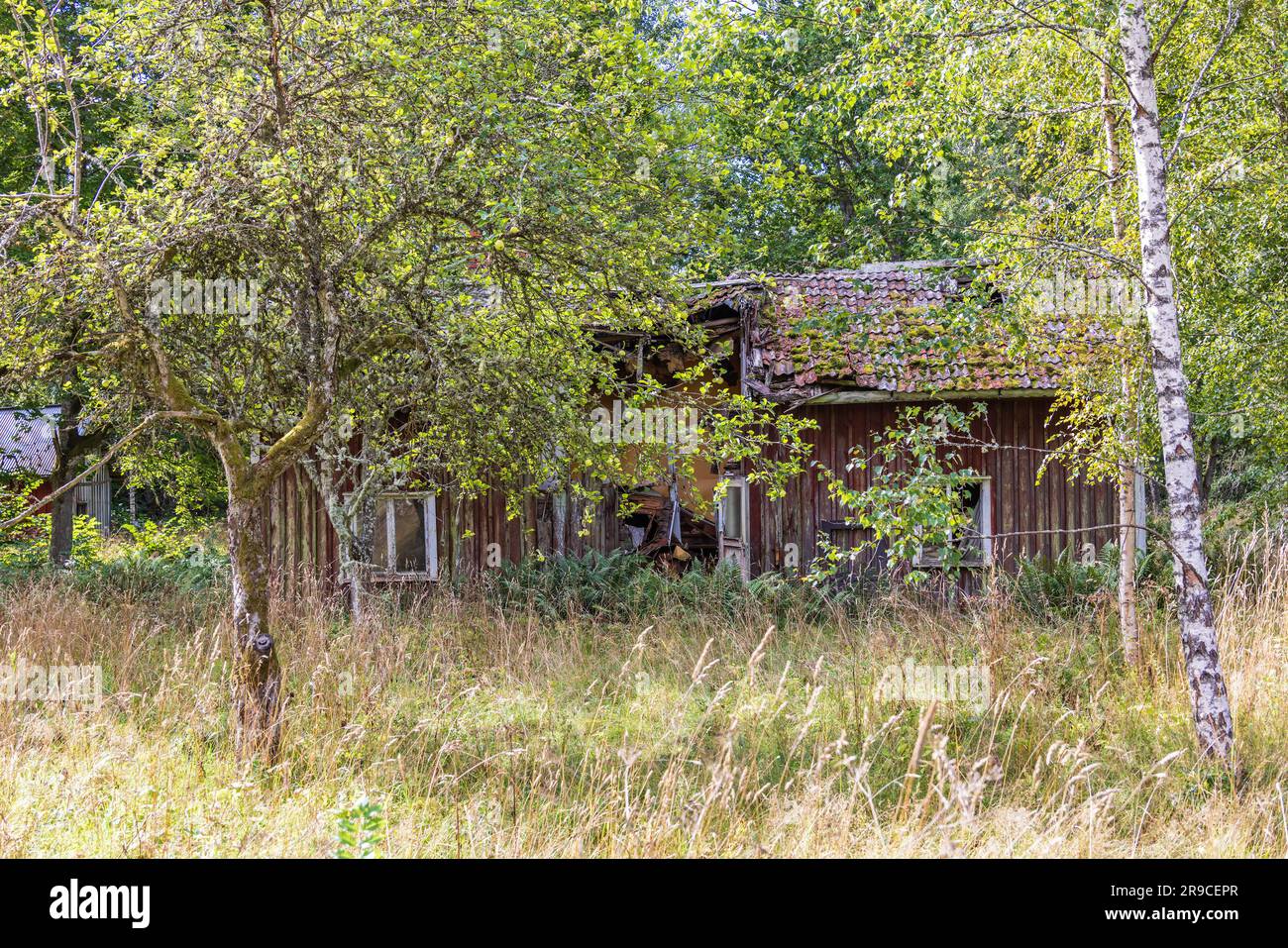 Old abandoned cottage lush hi-res stock photography and images - Alamy