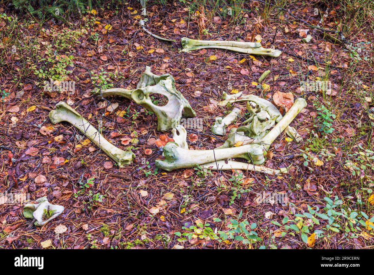 Moose bones hi-res stock photography and images - Alamy