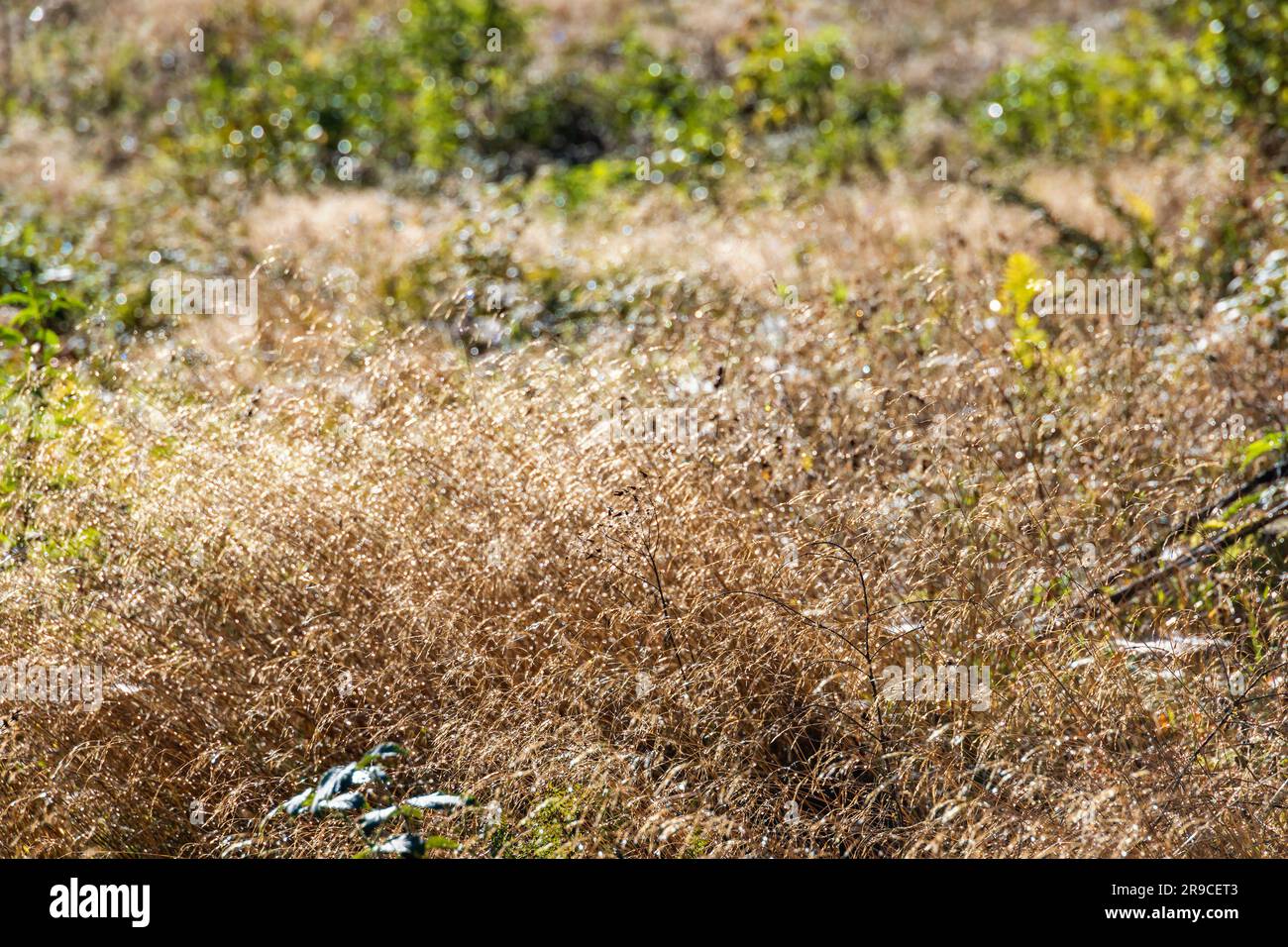 Dewy landscape hi-res stock photography and images - Alamy