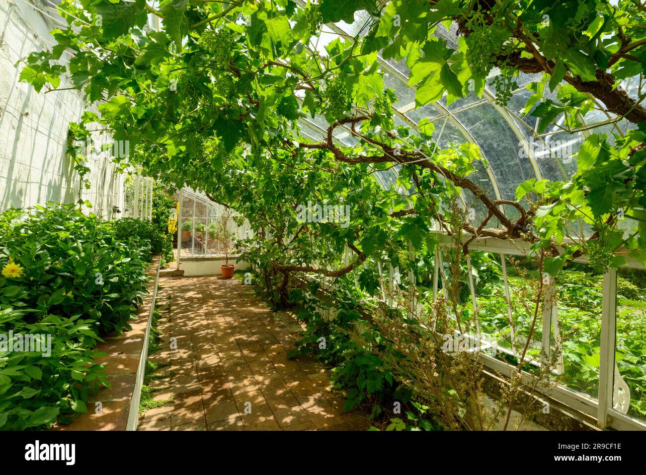 Inside the vinery greenhouse at the National Museum of Country Life ...