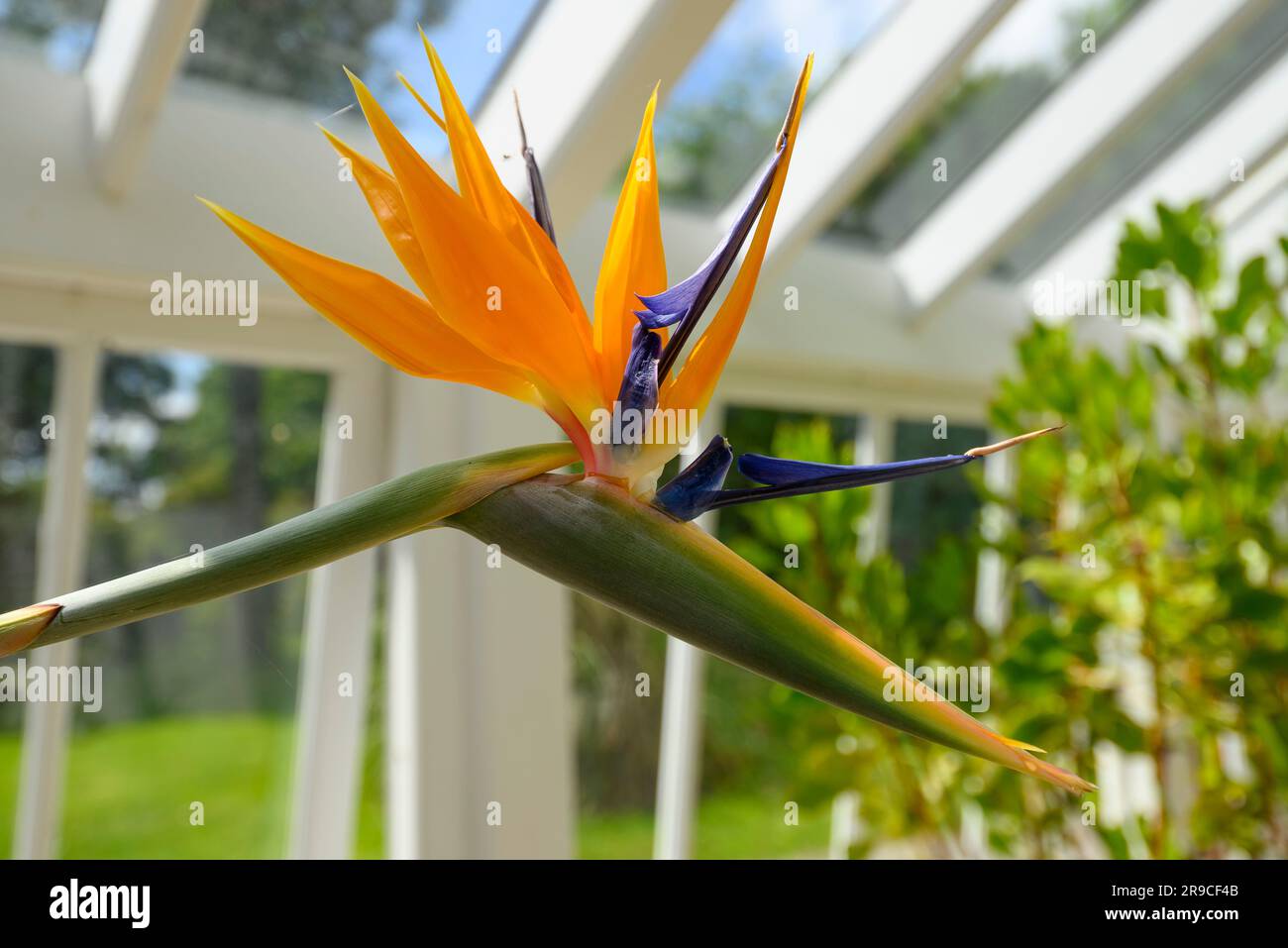 Bird of Paradise tropical plant flower (Strelitzia reginae Stock Photo - Alamy