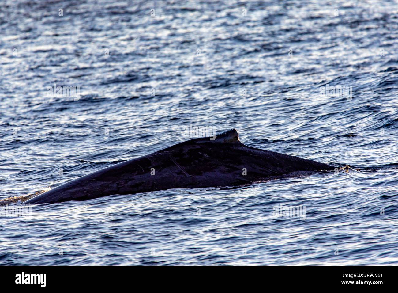 Gray and southern gray whales in the Gulf of California where the ...